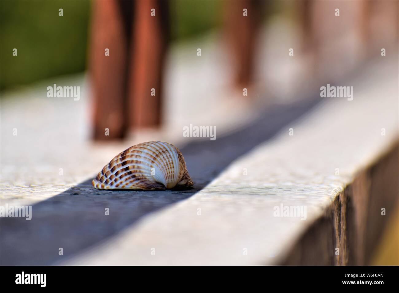 Bring mussel home from a big ocean Stock Photo - Alamy