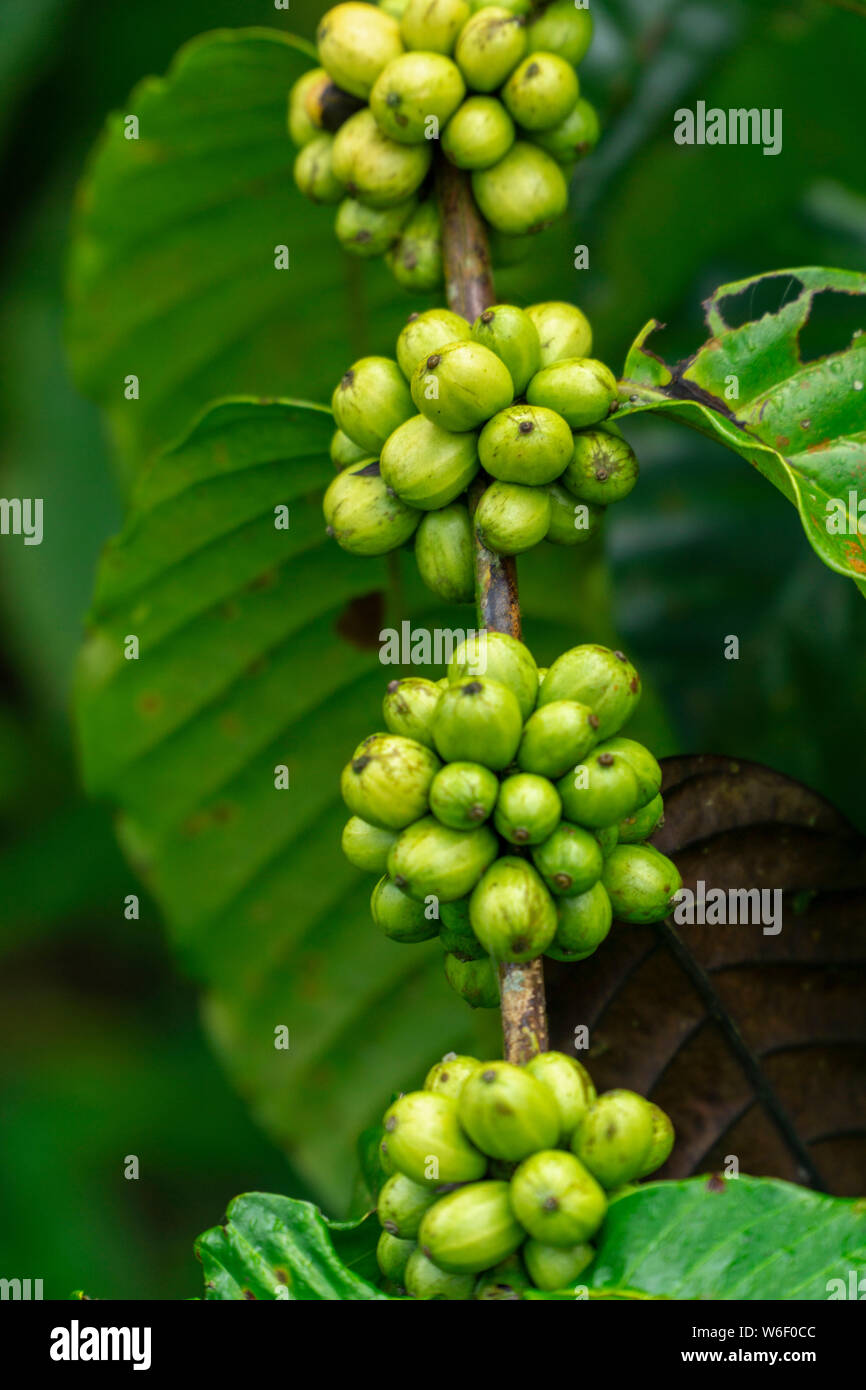 Fresh green coffee beans on Branch of a Coffee Tree in a farm Stock ...