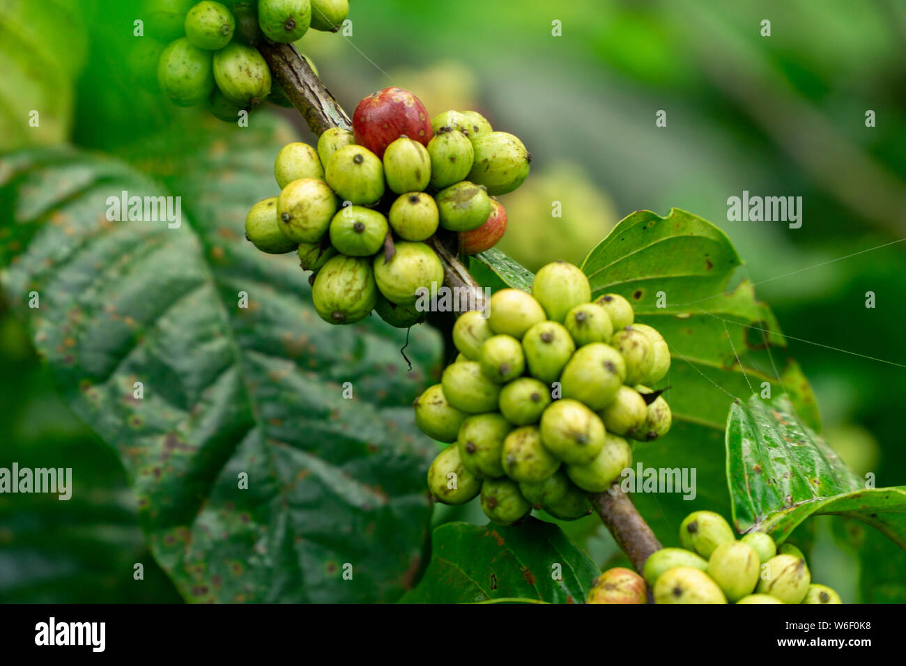 Fresh green coffee beans on Branch of a Coffee Tree in a farm Stock ...