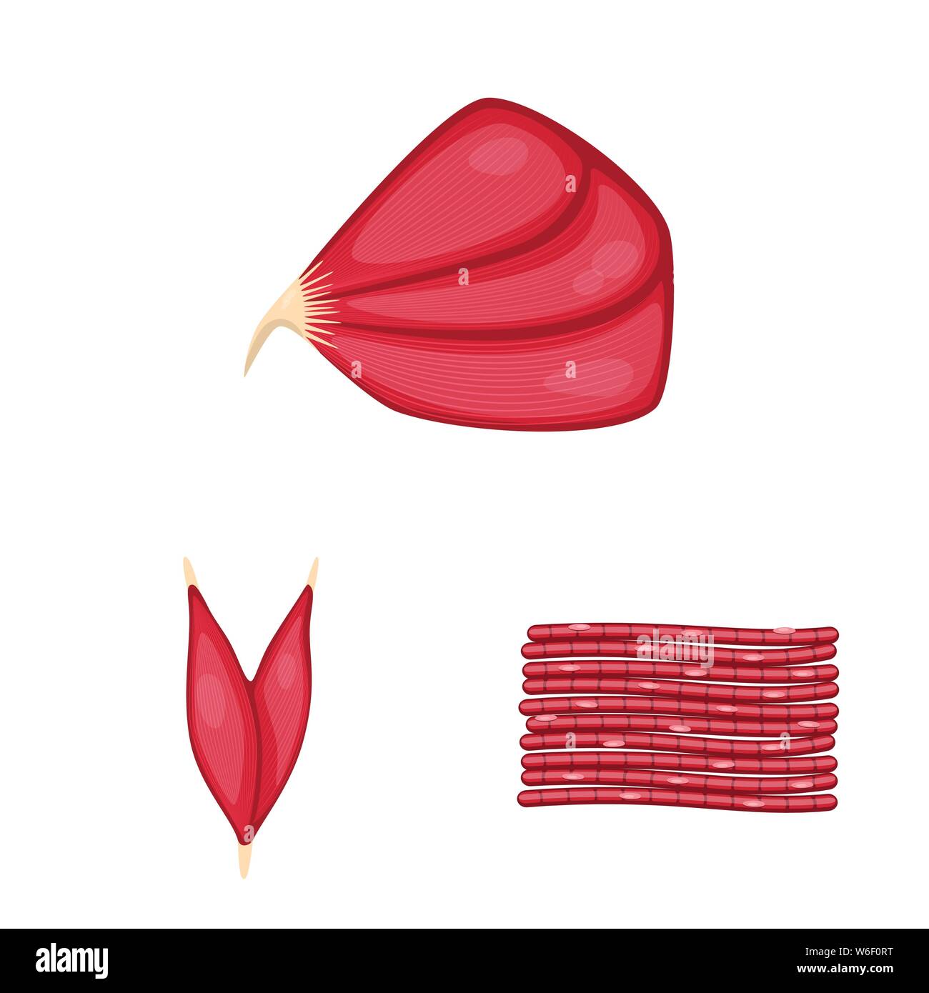 Vector design of muscle and cells sign. Collection of muscle and ...