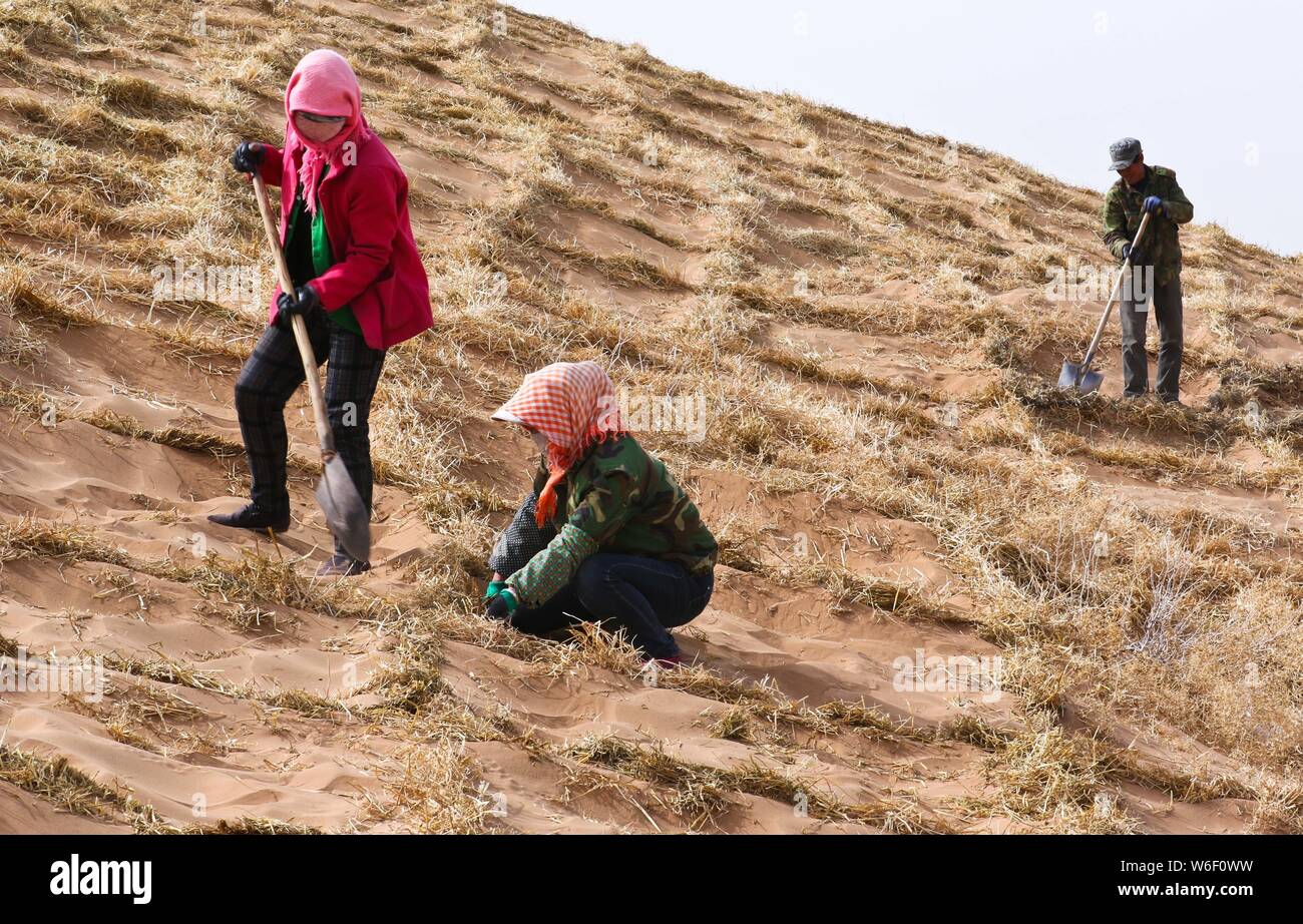 Anti-desertification volunteers strengthen a straw checkerboard sand ...