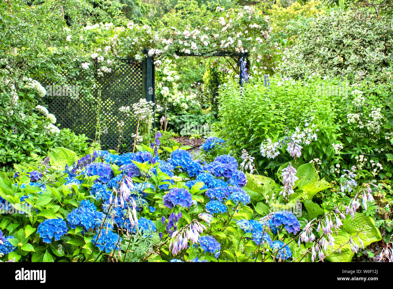 INVERNESS SCOTLAND THE BOTANIC GARDENS BLUE FLOWERED HYDRANGEA ...