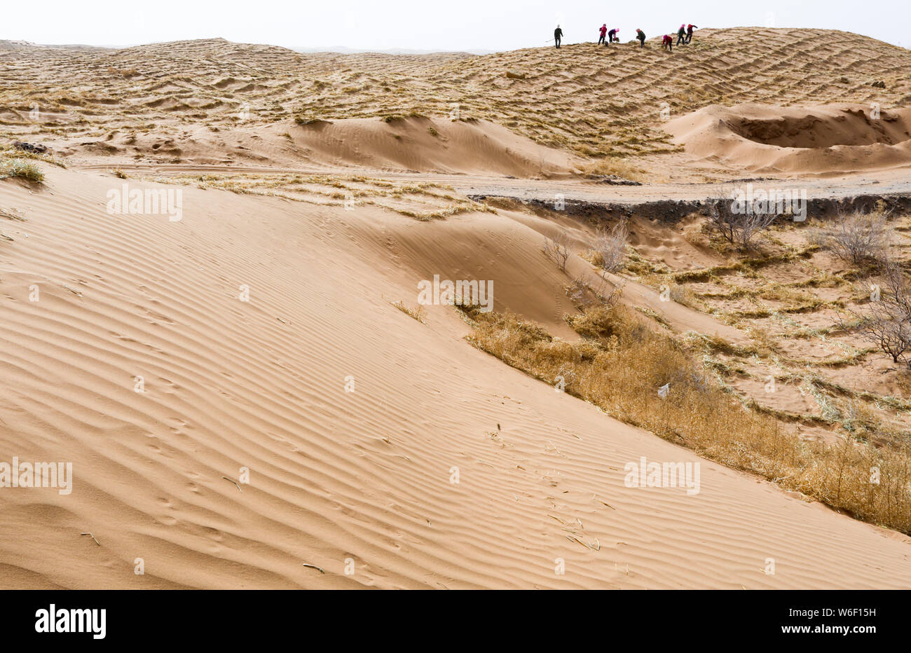 Anti-desertification volunteers strengthen a straw checkerboard sand ...