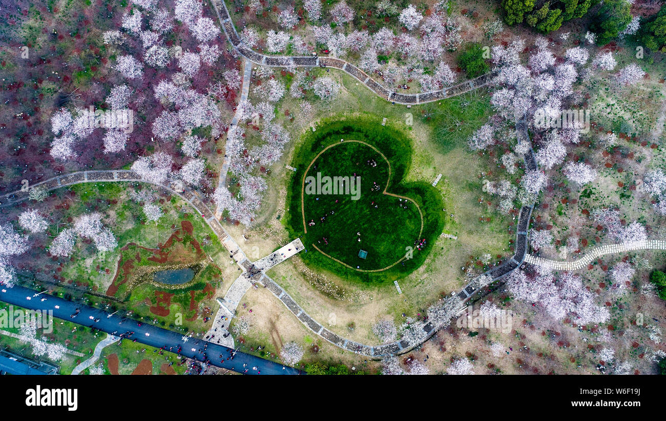 Aerial view of the heart-shaped lawn flanked by cherry flowers in full ...