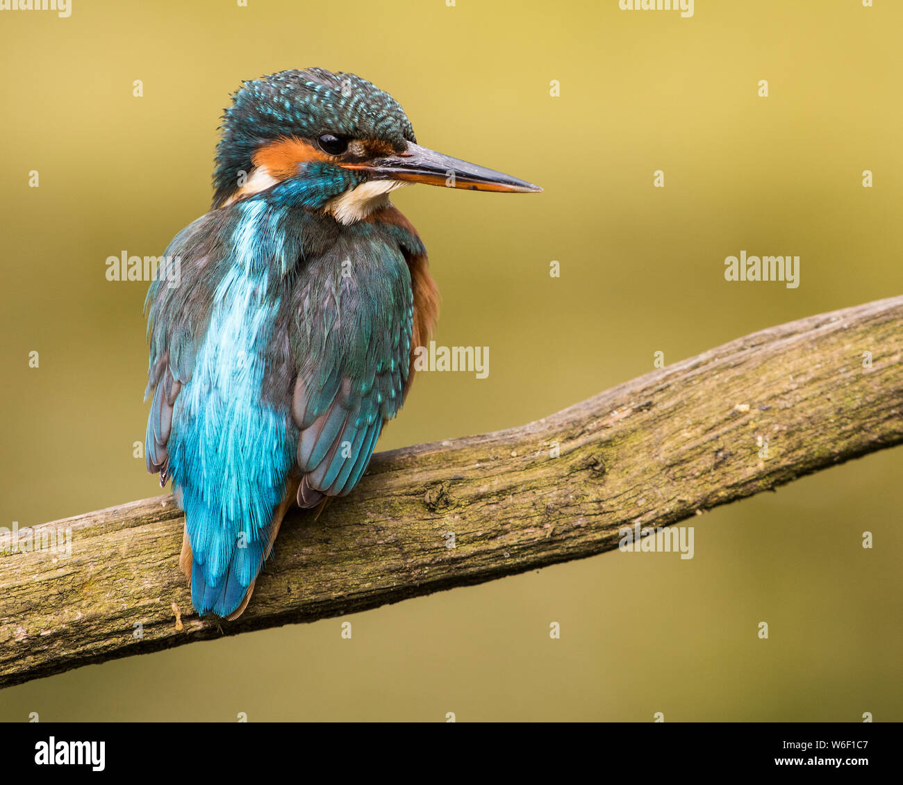 Female Eurasian / Common Kingfisher / Alcedo atthis Stock Photo - Alamy