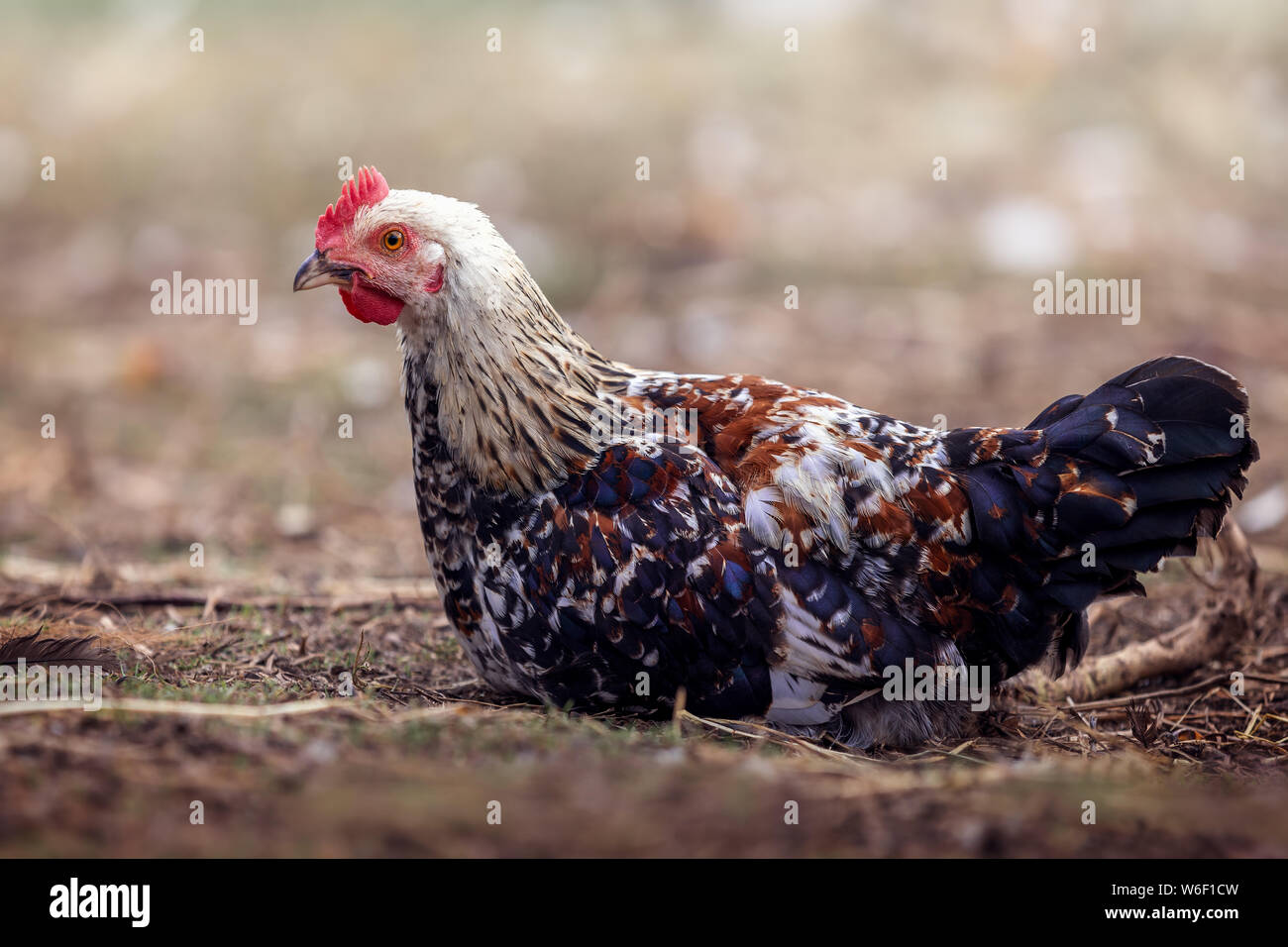 Very beautiful and colorful hen landed in the yard Stock Photo - Alamy
