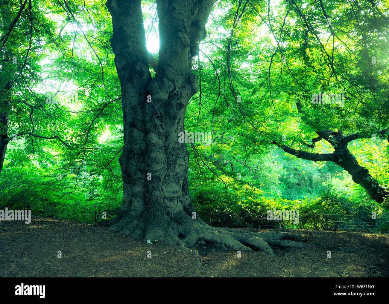 Nature scene with trees in summertime from Central Park, NYC Stock ...