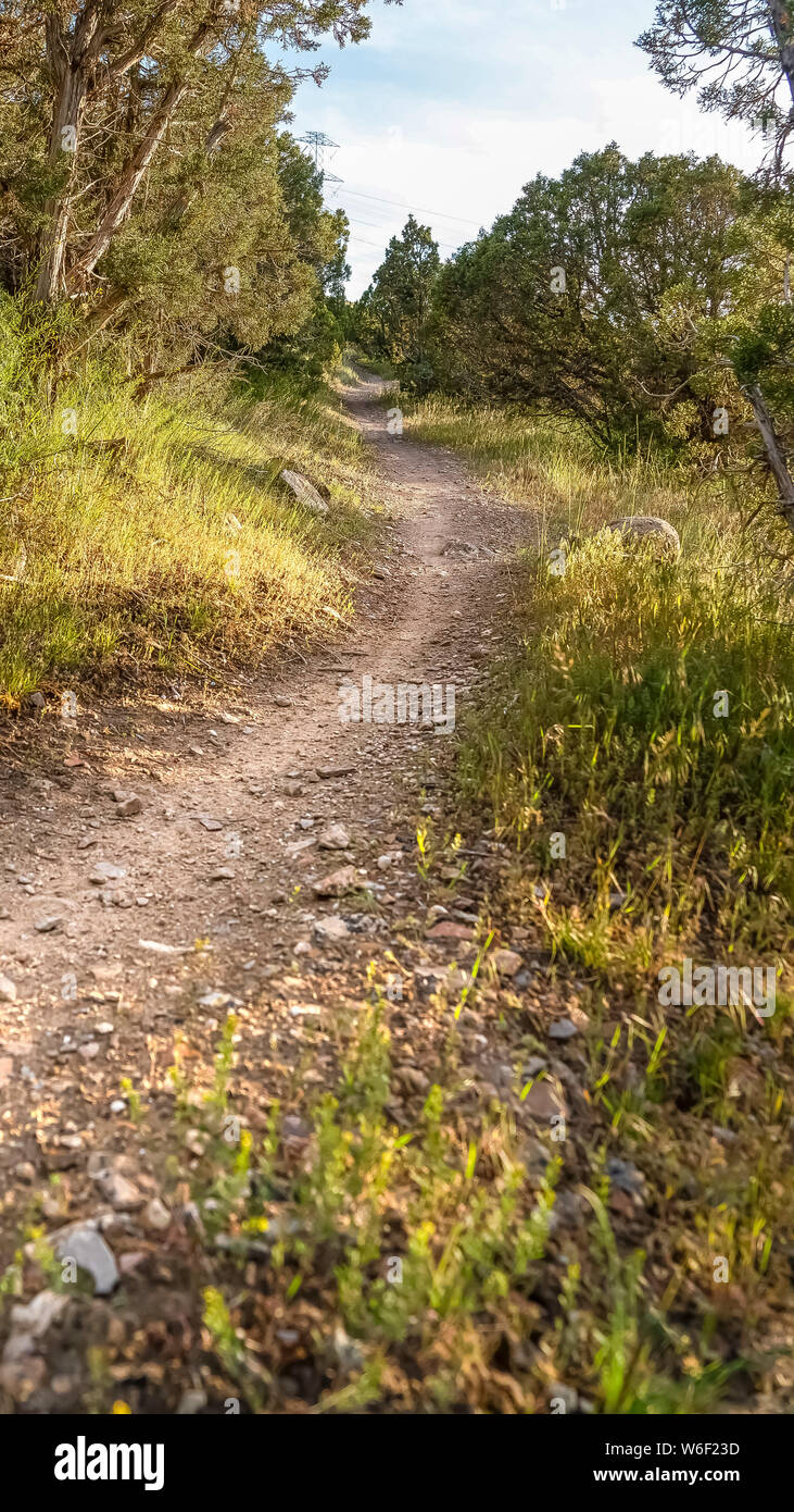 Vertical Narrow dirt road amid grasses and trees with view of bright ...