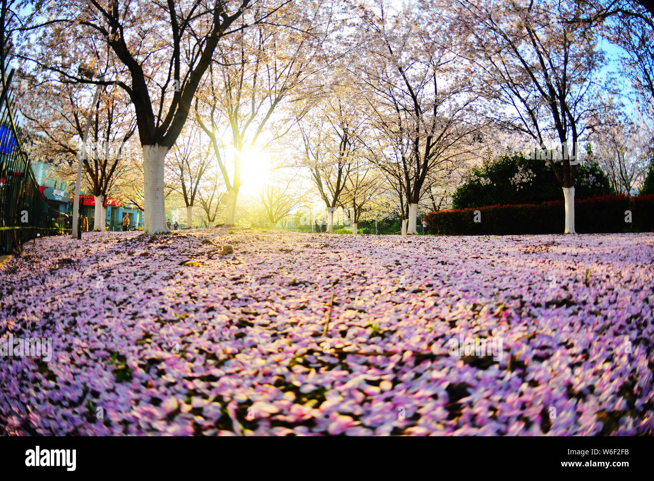 Scenery of the cherry blossoms near the Hongkou Football Stadium ...