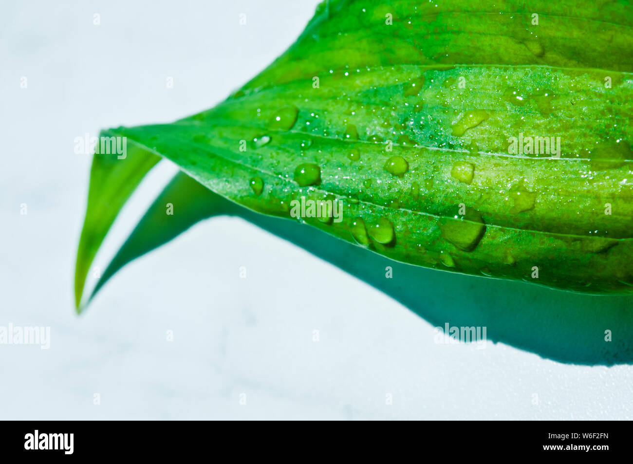 Strong composition hi-res stock photography and images - Alamy