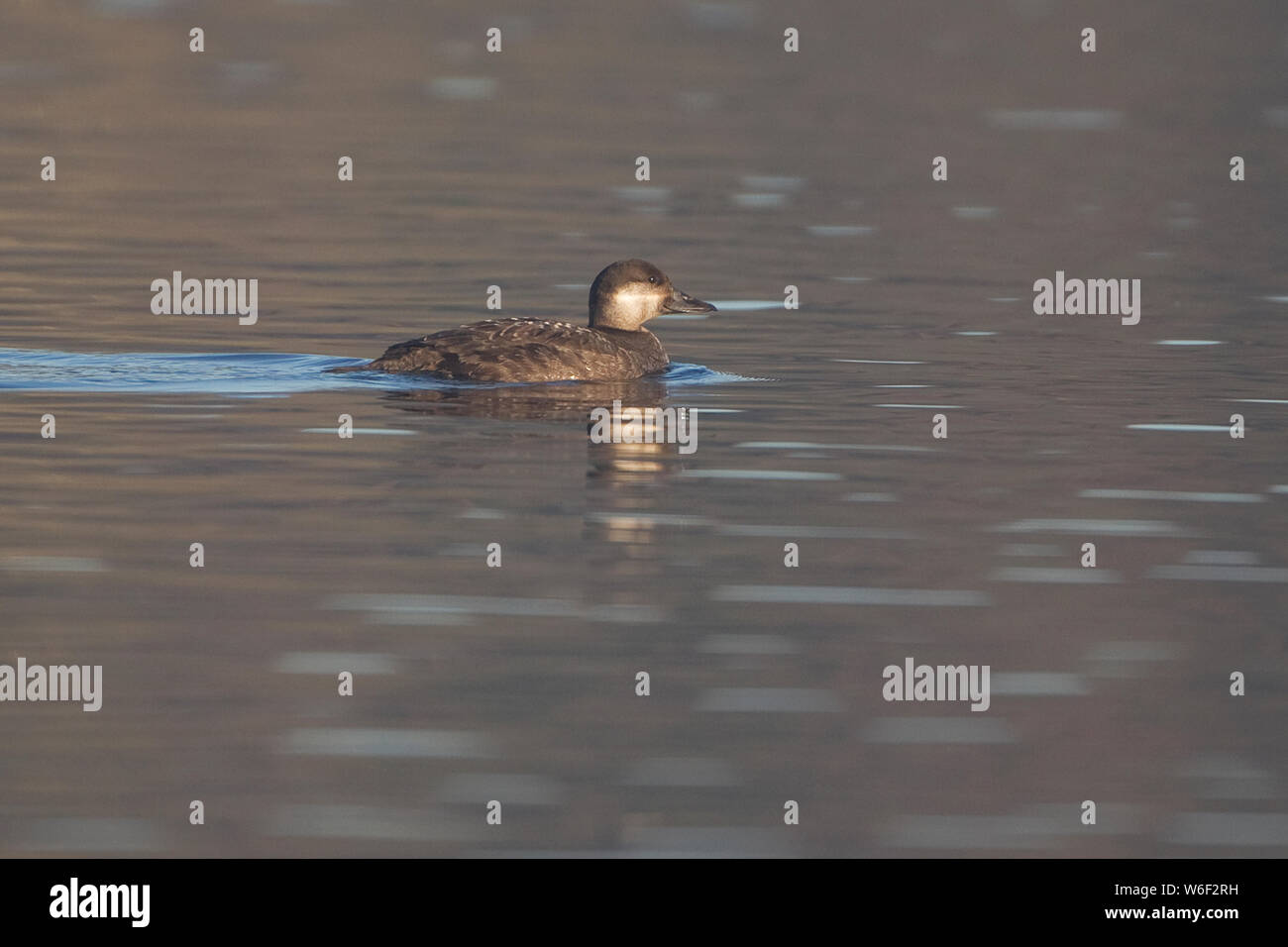 Common Scoter (Melanitta nigra Stock Photo - Alamy
