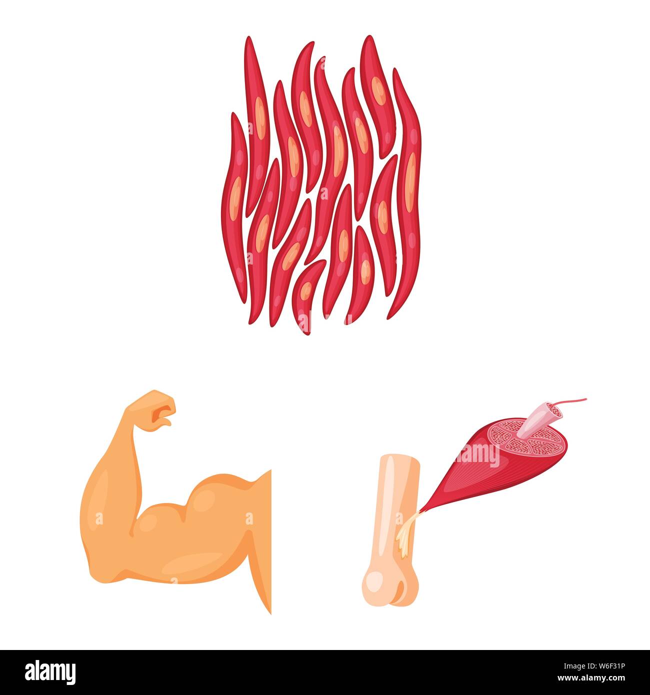 Isolated object of muscle and cells icon. Collection of muscle and ...