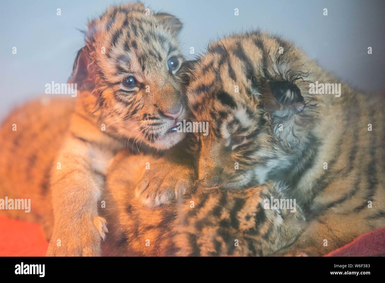 The newborn South China Tiger triplets are pictured during their public ...