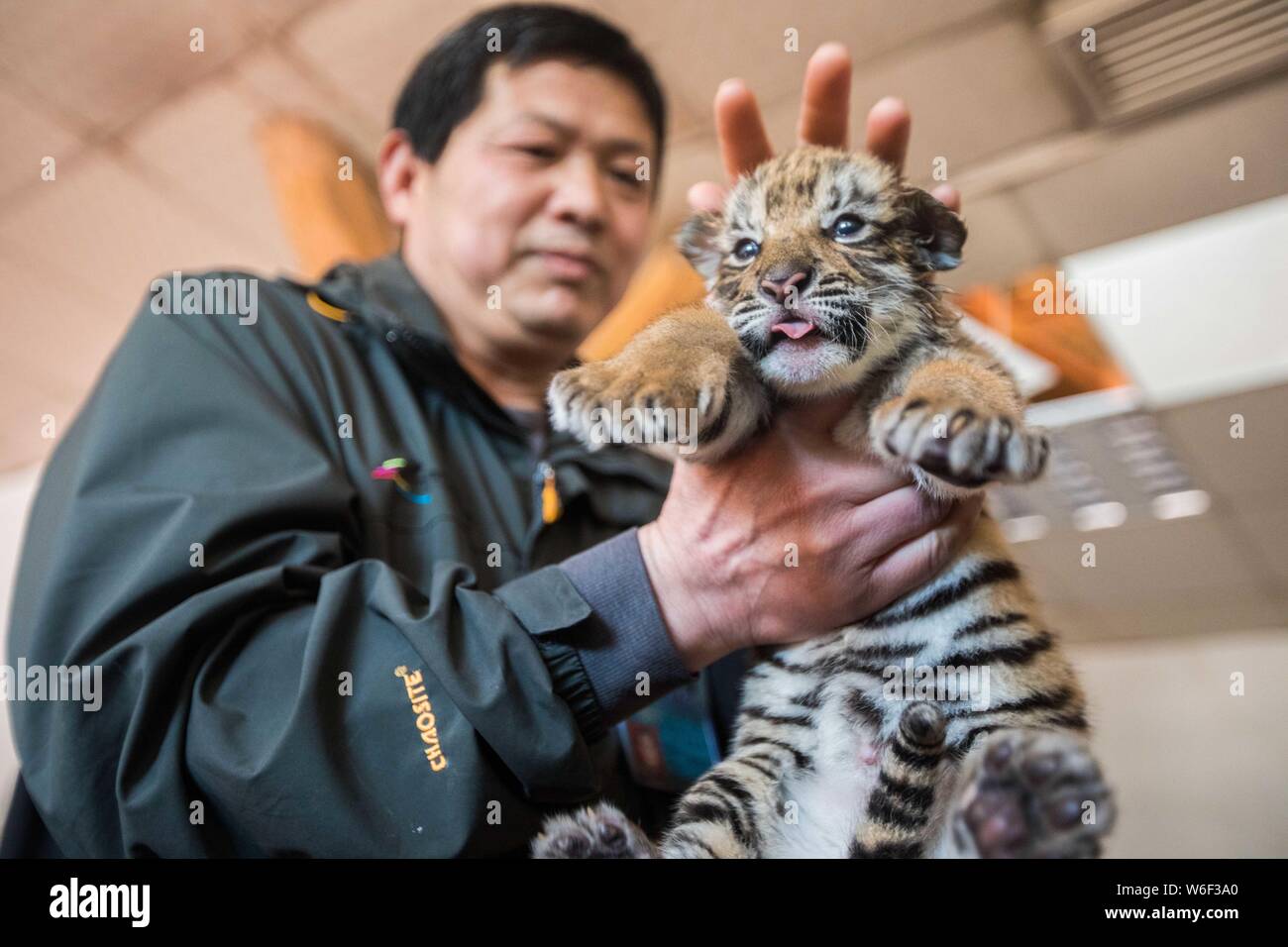 One of the newborn South China Tiger triplets is pictured during their ...
