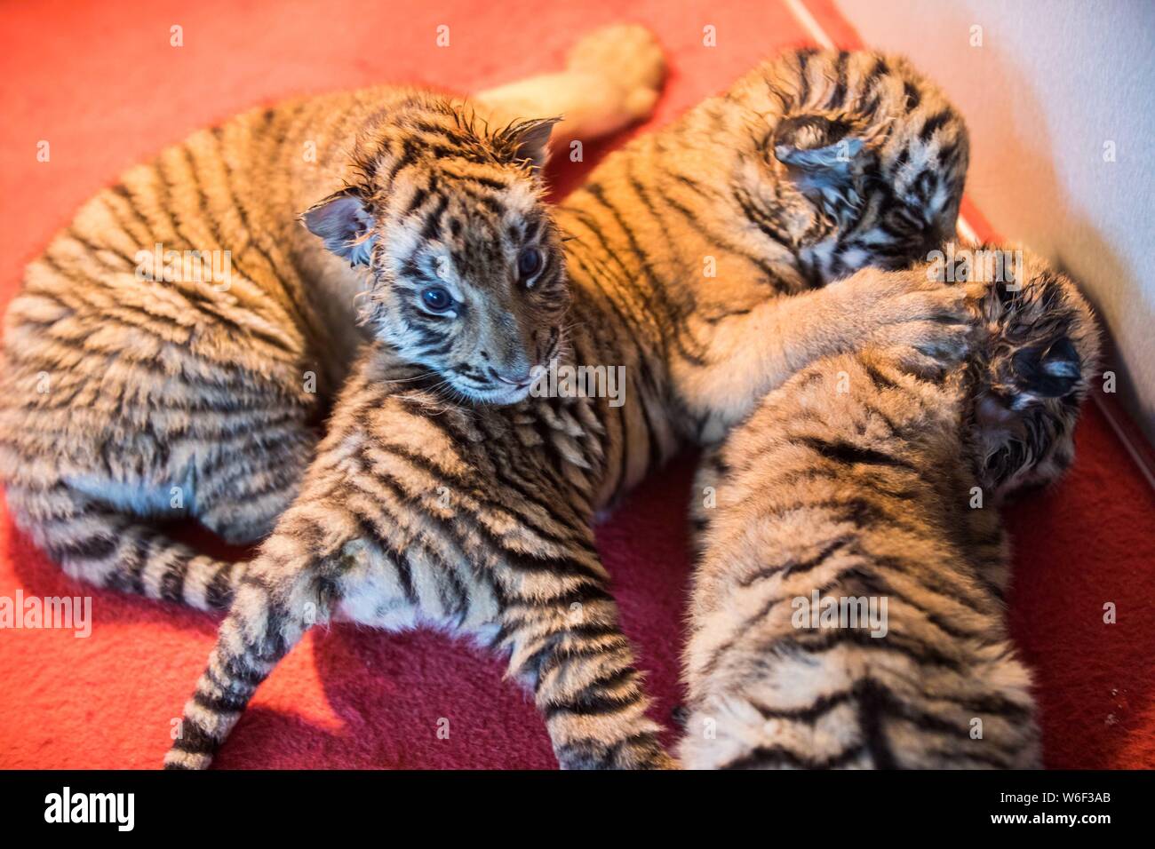 The newborn South China Tiger triplets are pictured during their public ...