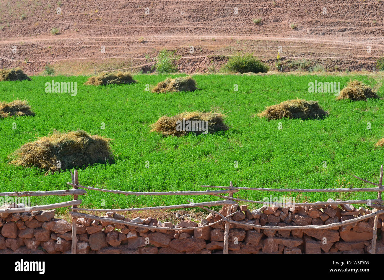 A field in the Hissar mountains, Pamir-Alay range, southeastern ...