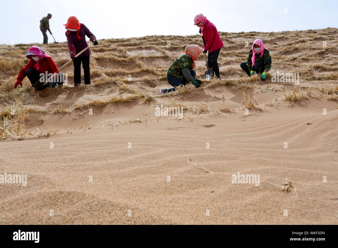 Anti-desertification volunteers strengthen a straw checkerboard sand ...