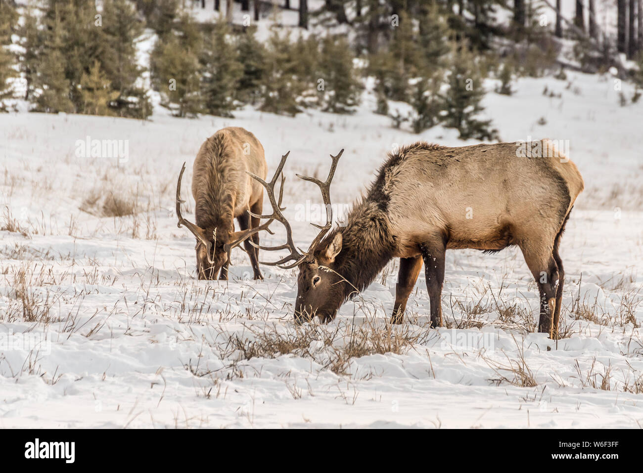 Grazing Elk in Banff National Park, Alberta, Canada Stock Photo - Alamy