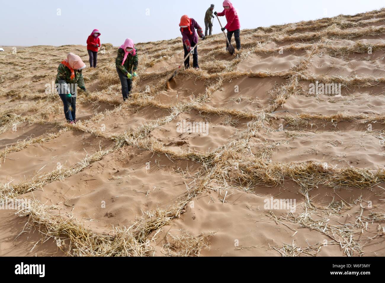 Anti-desertification volunteers strengthen a straw checkerboard sand ...