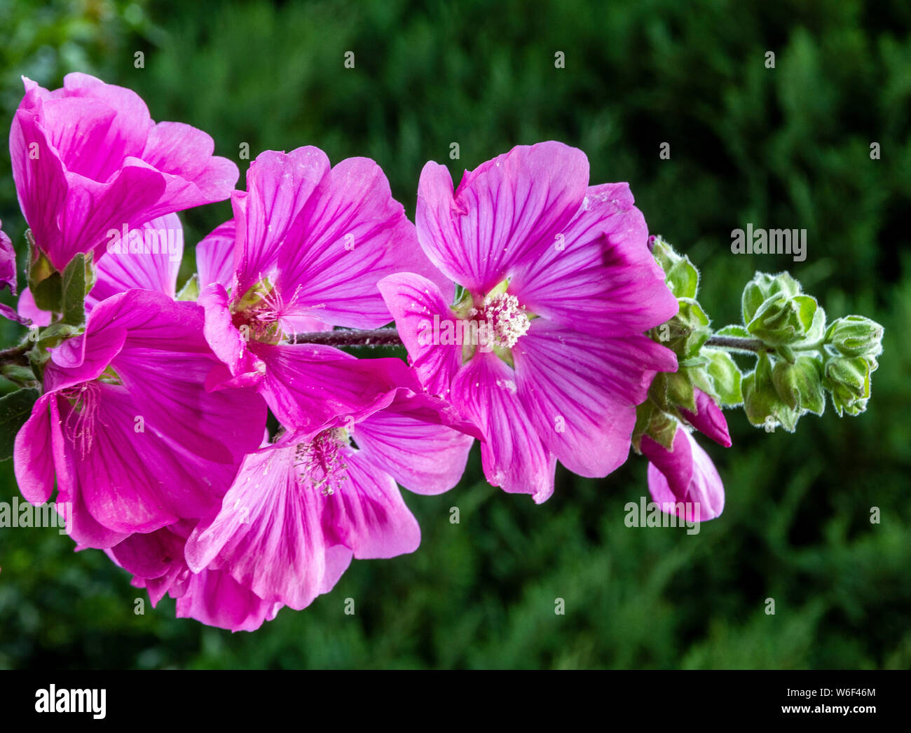 Flowers of the Lavatera plant Stock Photo - Alamy