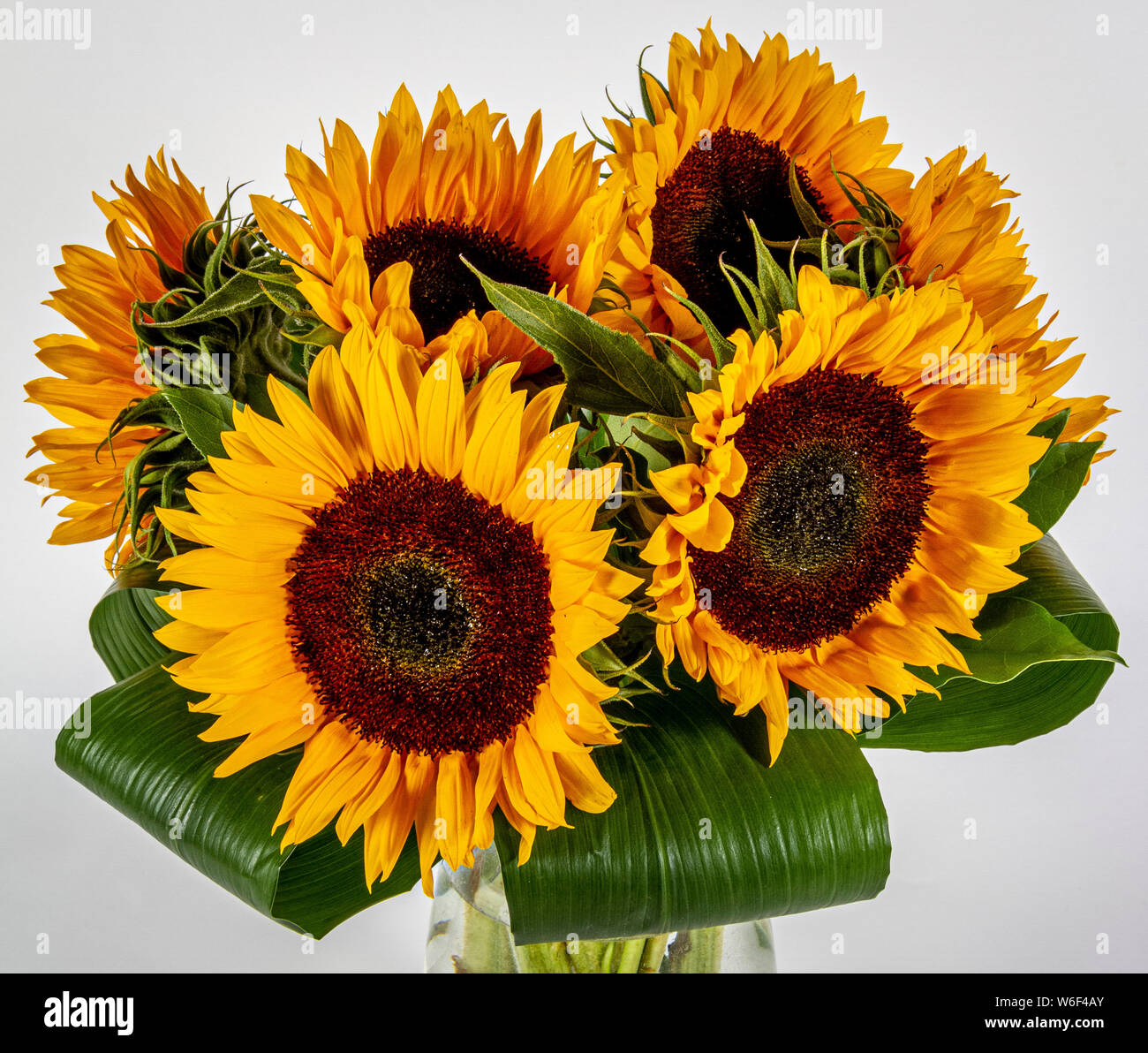 Group of sunflowers hi-res stock photography and images - Alamy