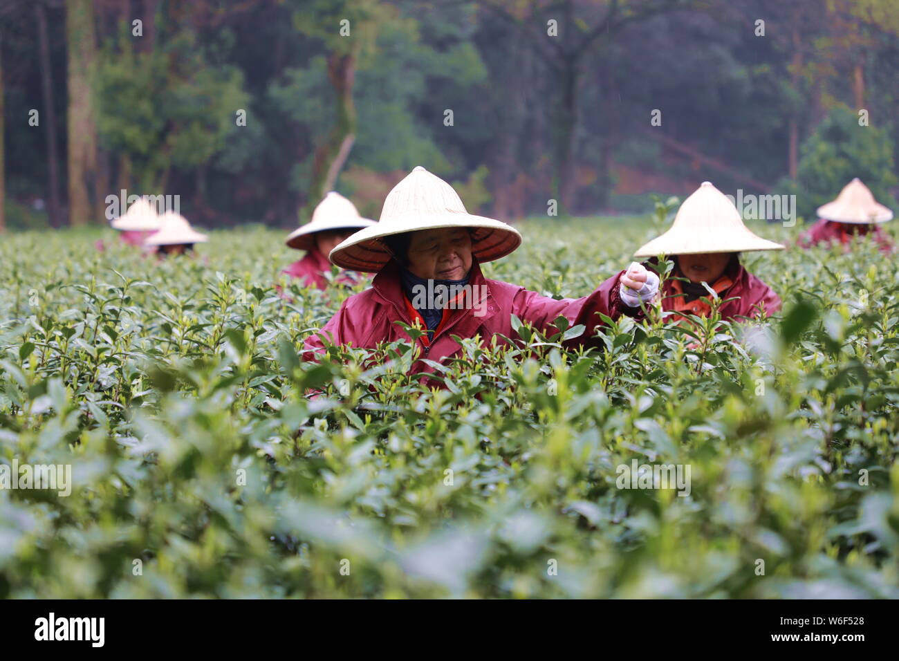 Chinese farmers harvest Longjing tea at a tea plantation in Hangzhou ...