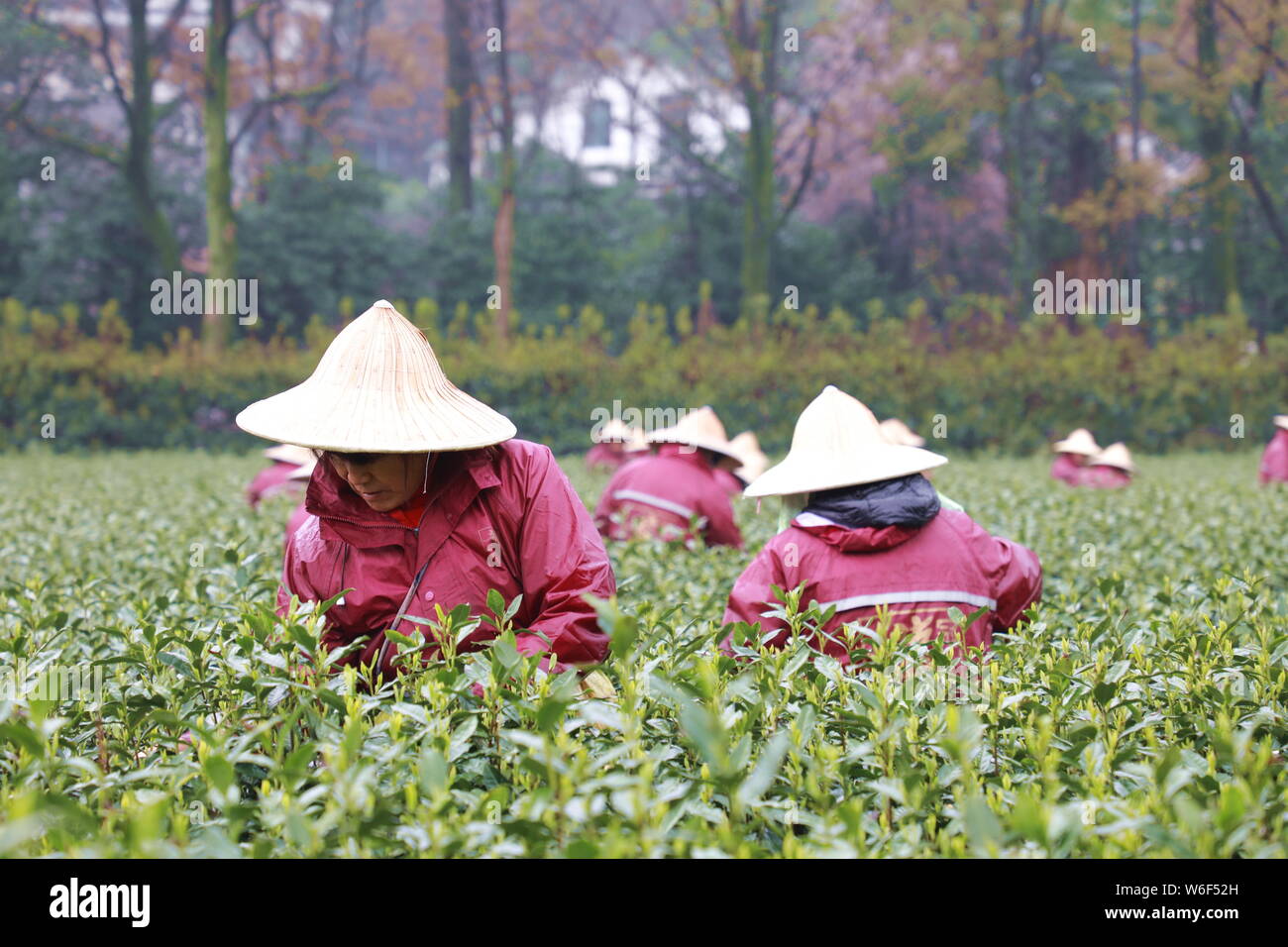 Chinese farmers harvest Longjing tea at a tea plantation in Hangzhou ...