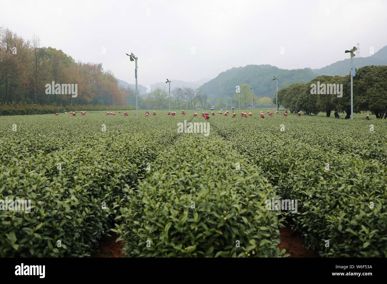 Chinese farmers harvest Longjing tea at a tea plantation in Hangzhou ...