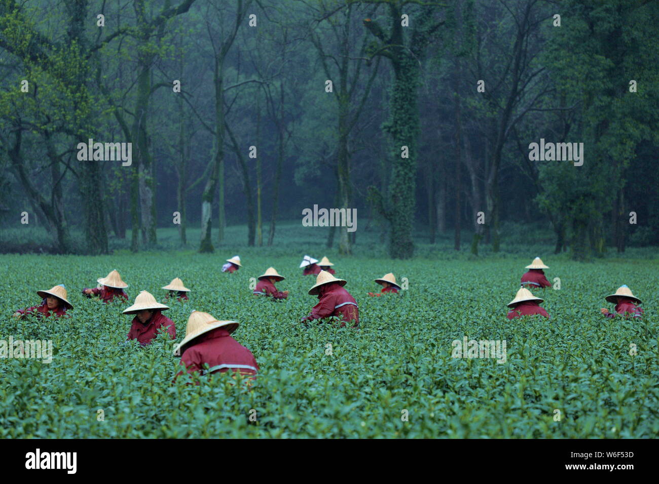 Chinese farmers harvest Longjing tea at a tea plantation in Hangzhou ...