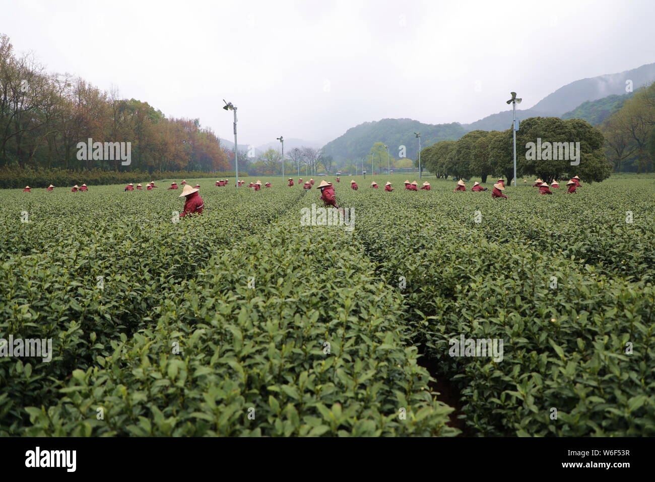 Chinese farmers harvest Longjing tea at a tea plantation in Hangzhou ...