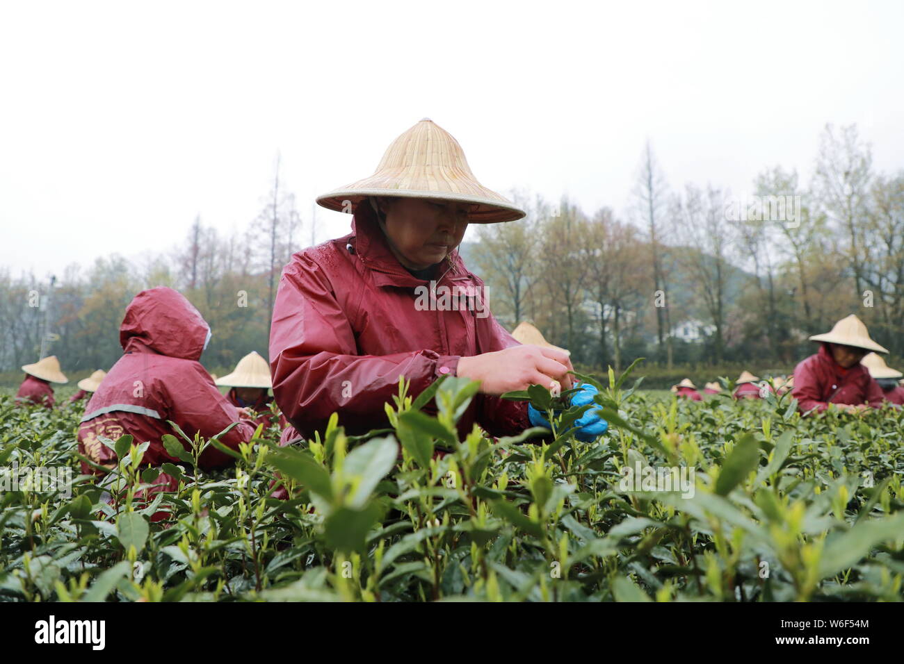 Chinese farmers harvest Longjing tea at a tea plantation in Hangzhou ...
