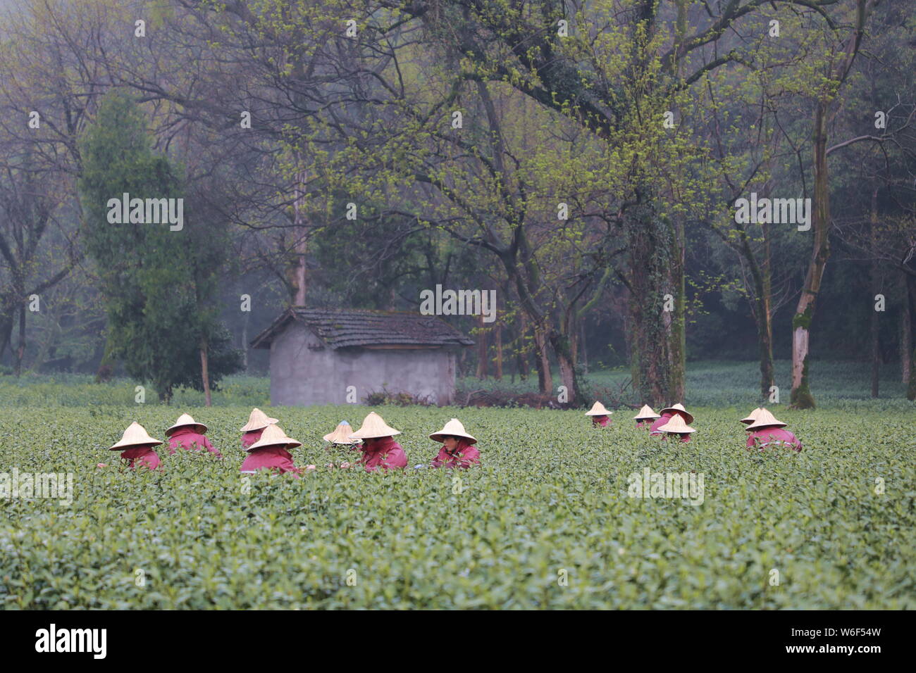 Chinese farmers harvest Longjing tea at a tea plantation in Hangzhou ...