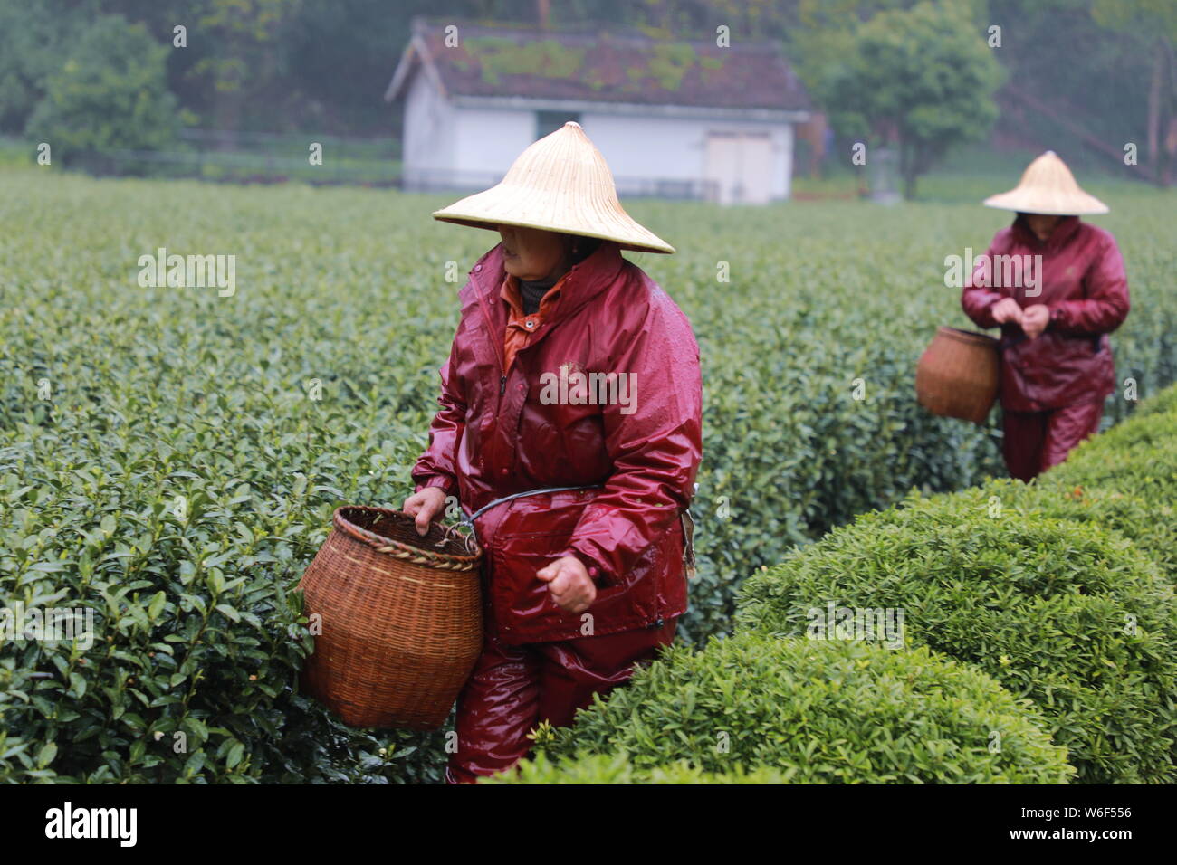 Hangzhou tea harvest hi-res stock photography and images - Alamy