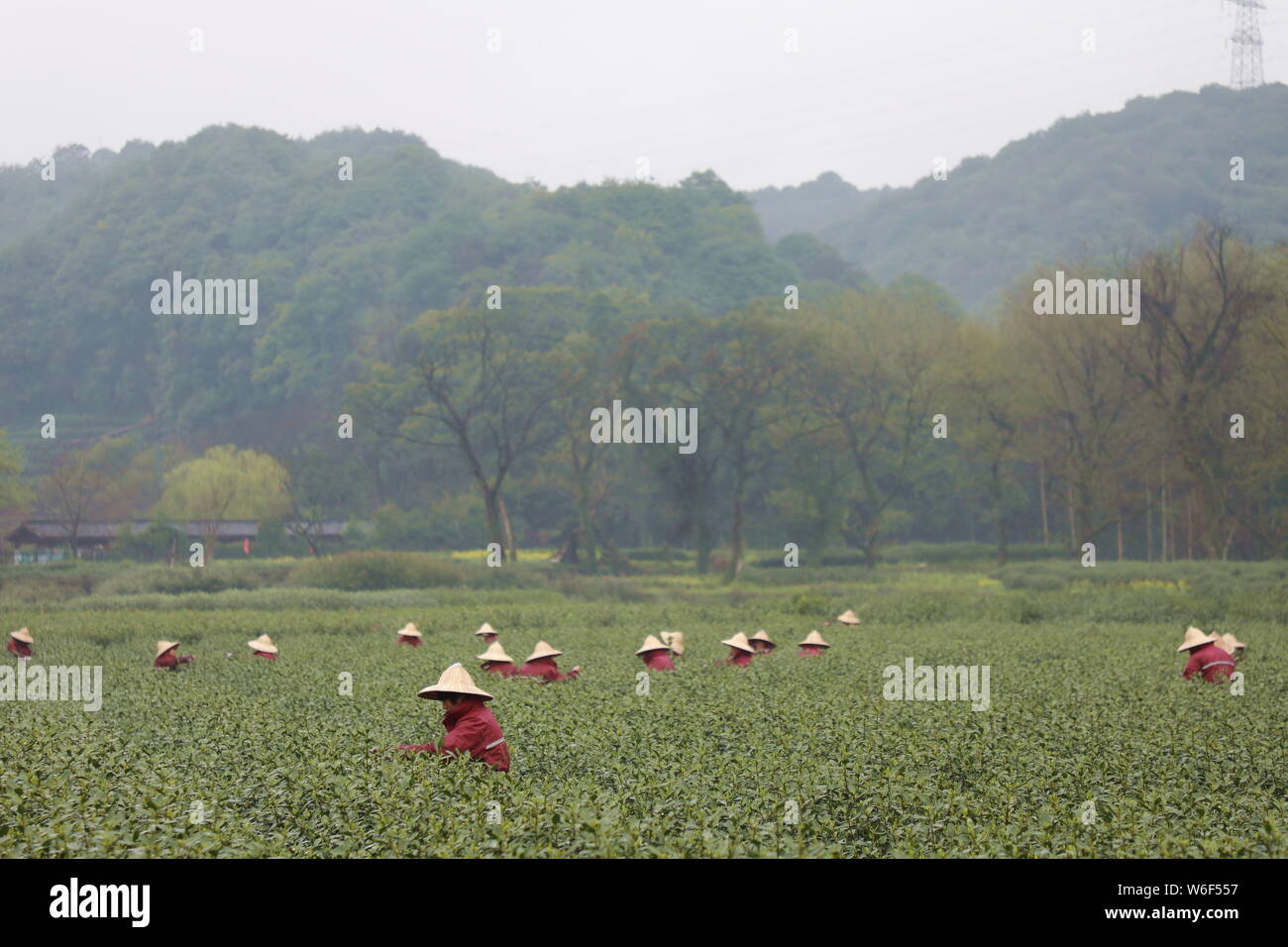 Hangzhou tea harvest hi-res stock photography and images - Alamy