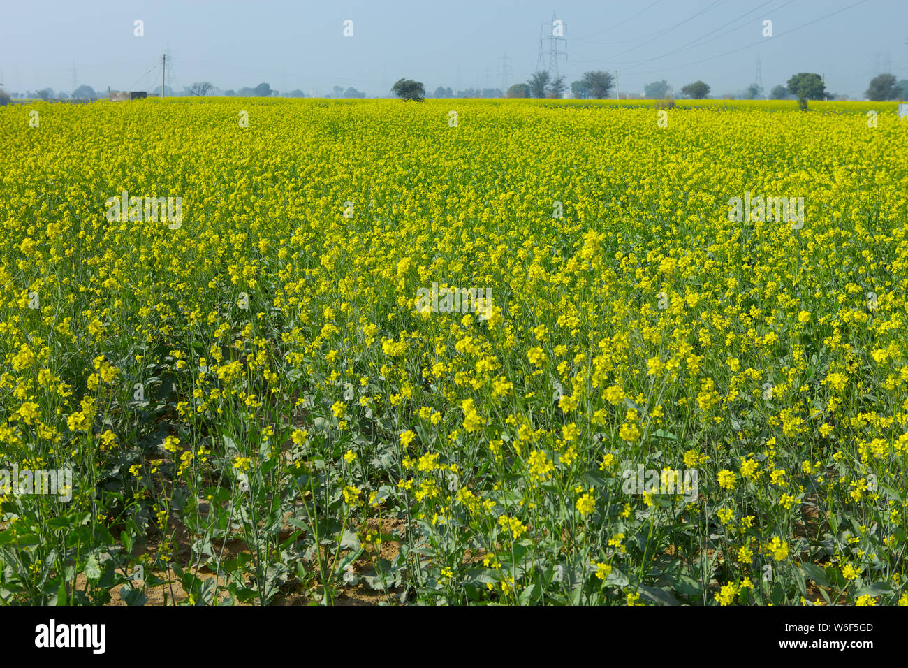 Mustard crop in a field Stock Photo - Alamy