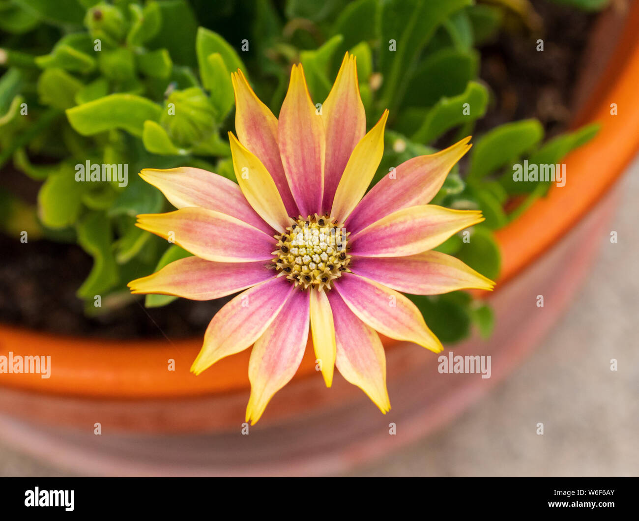 Osteospermum Red High Resolution Stock Photography and Images - Alamy