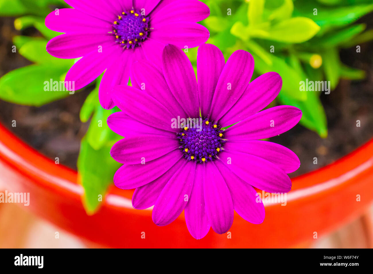 Dimorphotheca, South African daisy Flower Stock Photo - Alamy