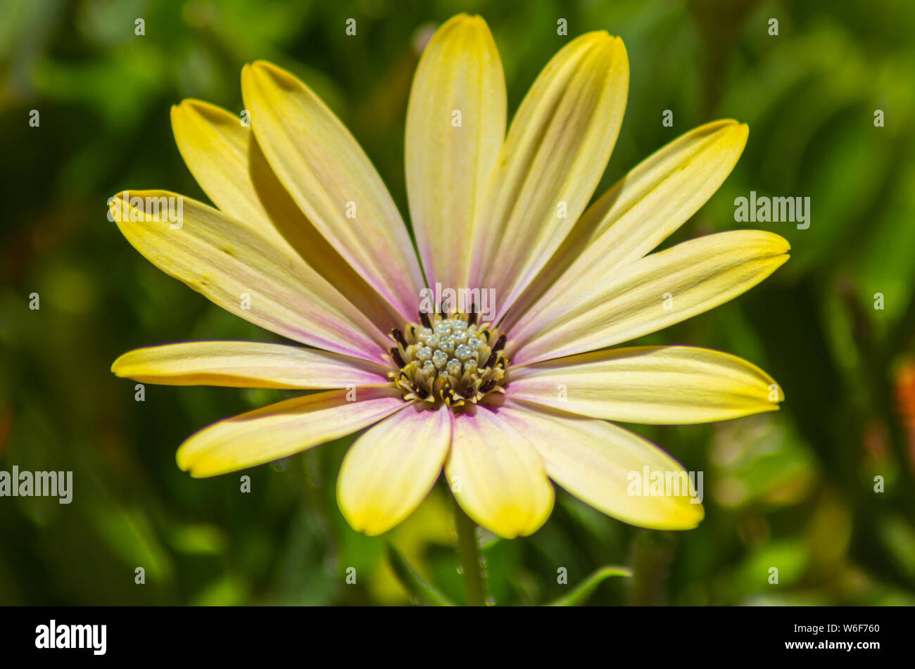 Dimorphotheca, South African daisy Flower Stock Photo - Alamy