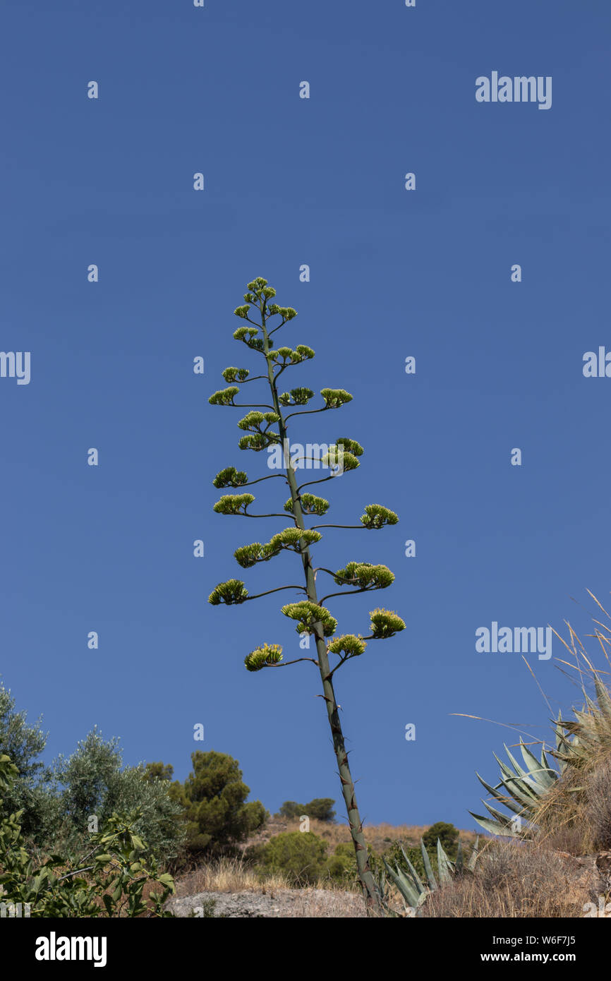 Agave Americana, Century Plant with a New Flower Spain Stock Photo - Alamy