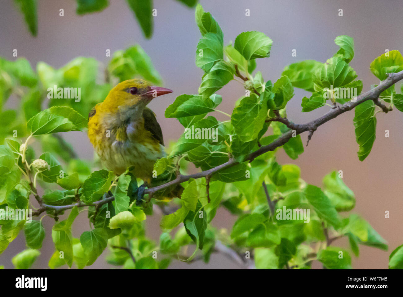 Oriolus oriolus, Eurasian golden oriole Stock Photo - Alamy