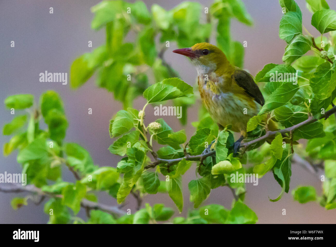 Oriolus oriolus, Eurasian golden oriole Stock Photo - Alamy