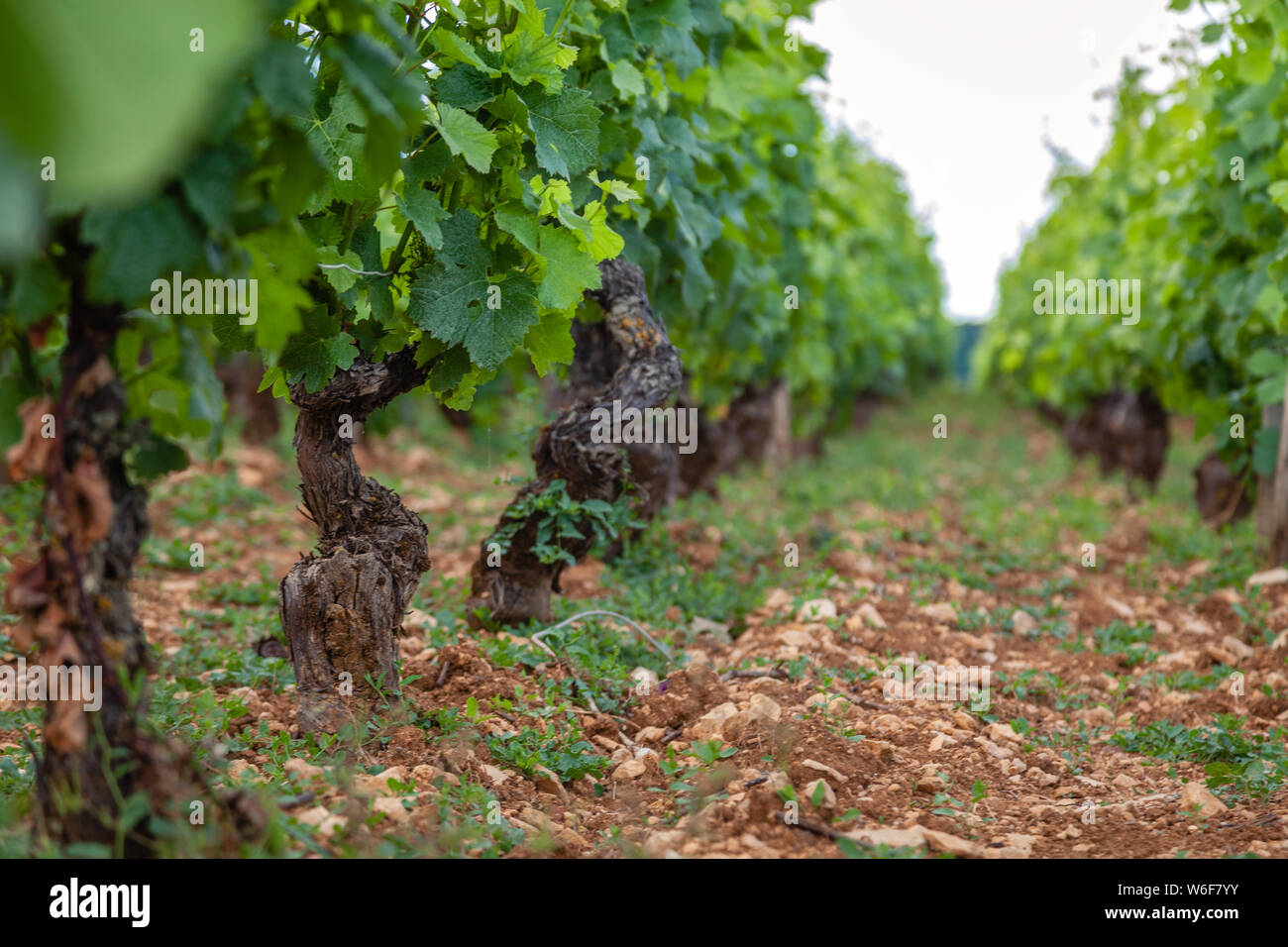 Closeup panoramic shot of rows summer vineyard scenic landscape, plantation, beautiful wine ...