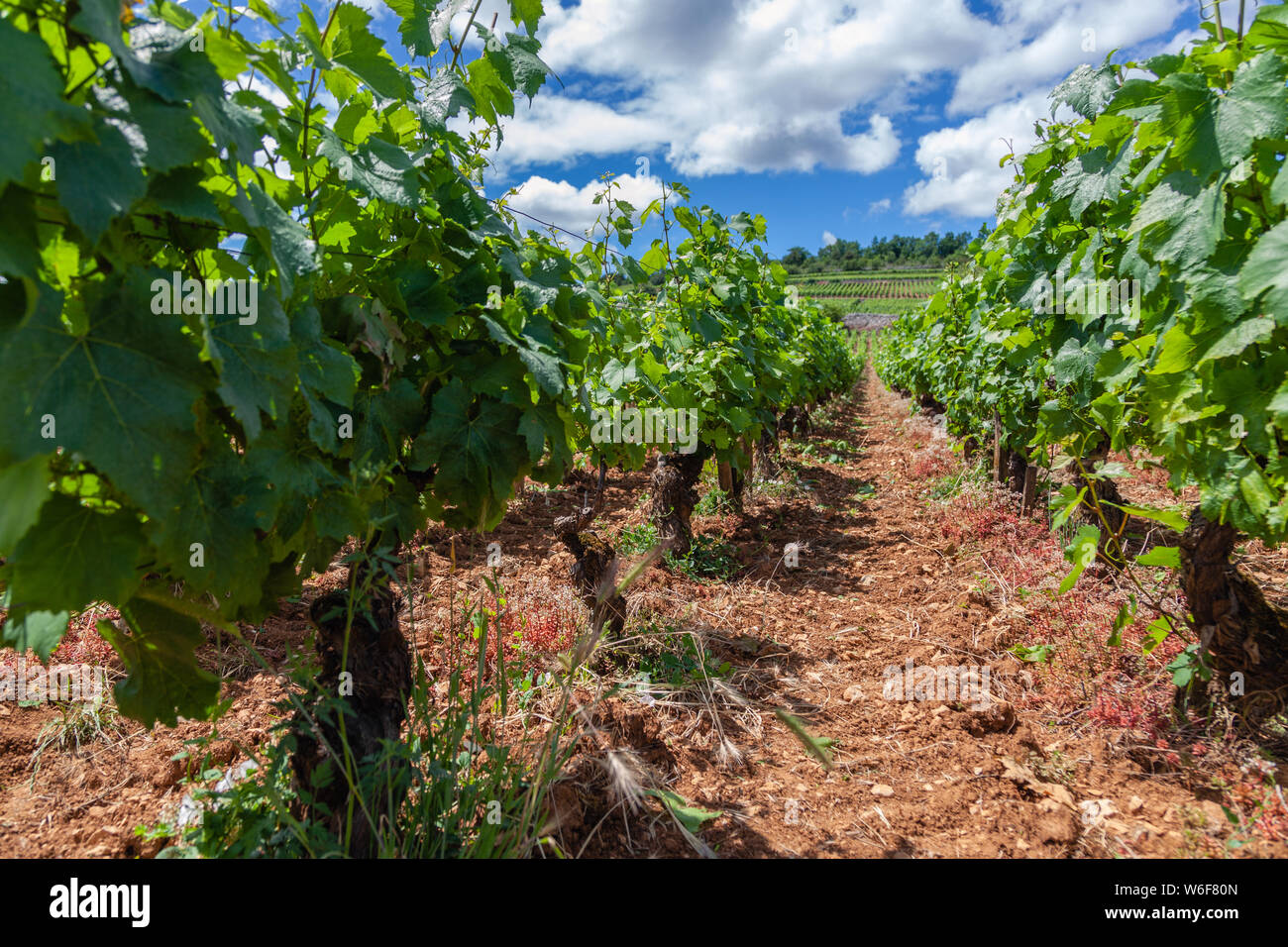 Closeup panoramic shot of rows summer vineyard scenic landscape ...