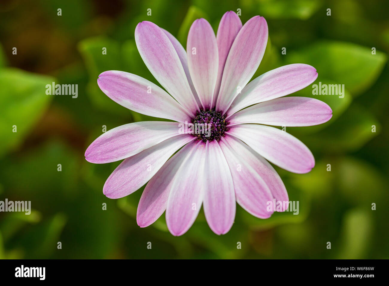 Dimorphotheca, South African daisy Flower Stock Photo - Alamy