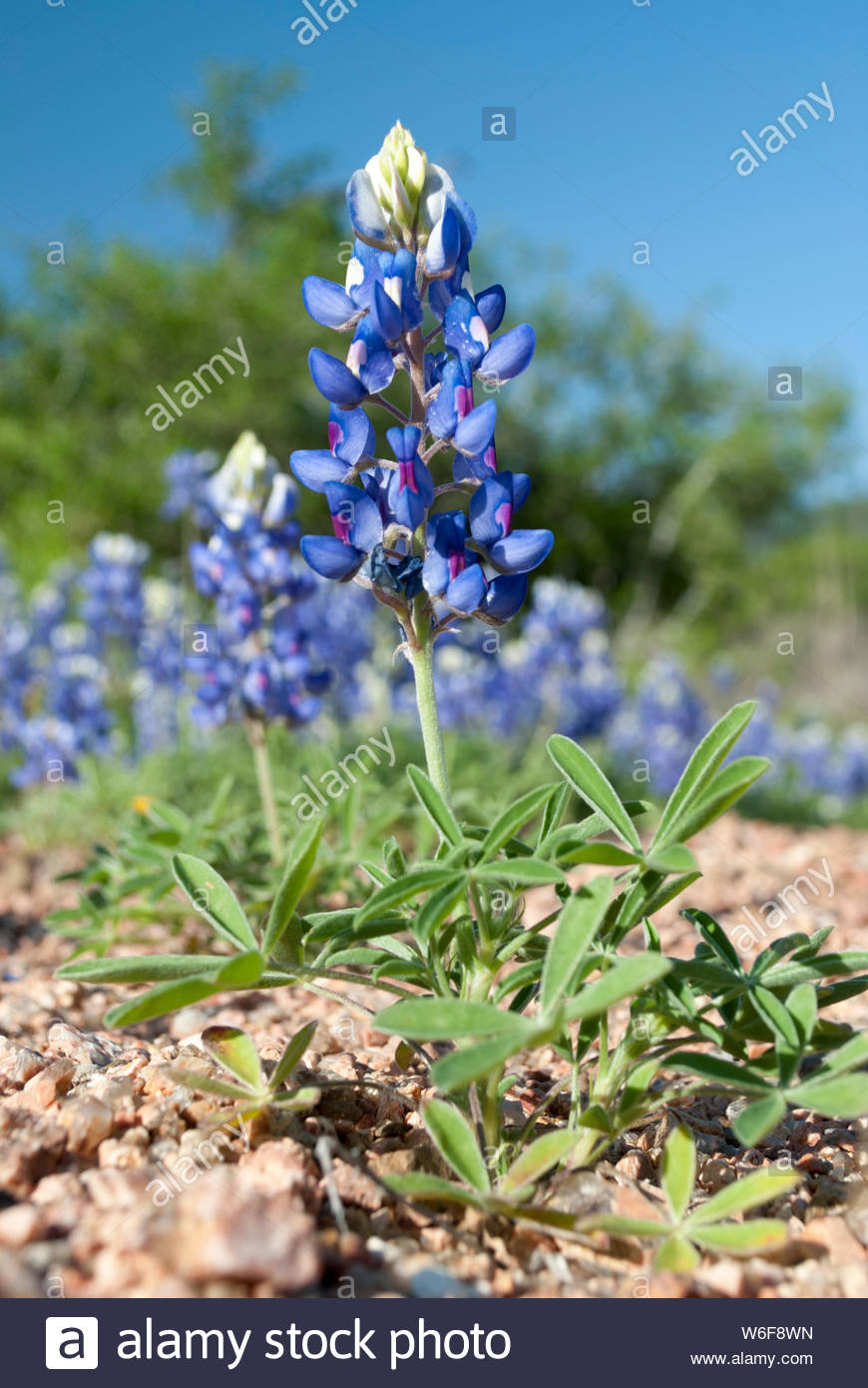 Bluebonnets Close Up High Resolution Stock Photography and Images - Alamy