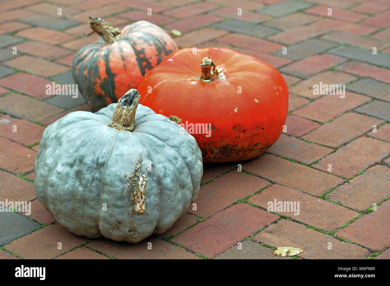 bumpy pumpkin on the yard for Halloween in dark evening (focus on first ...