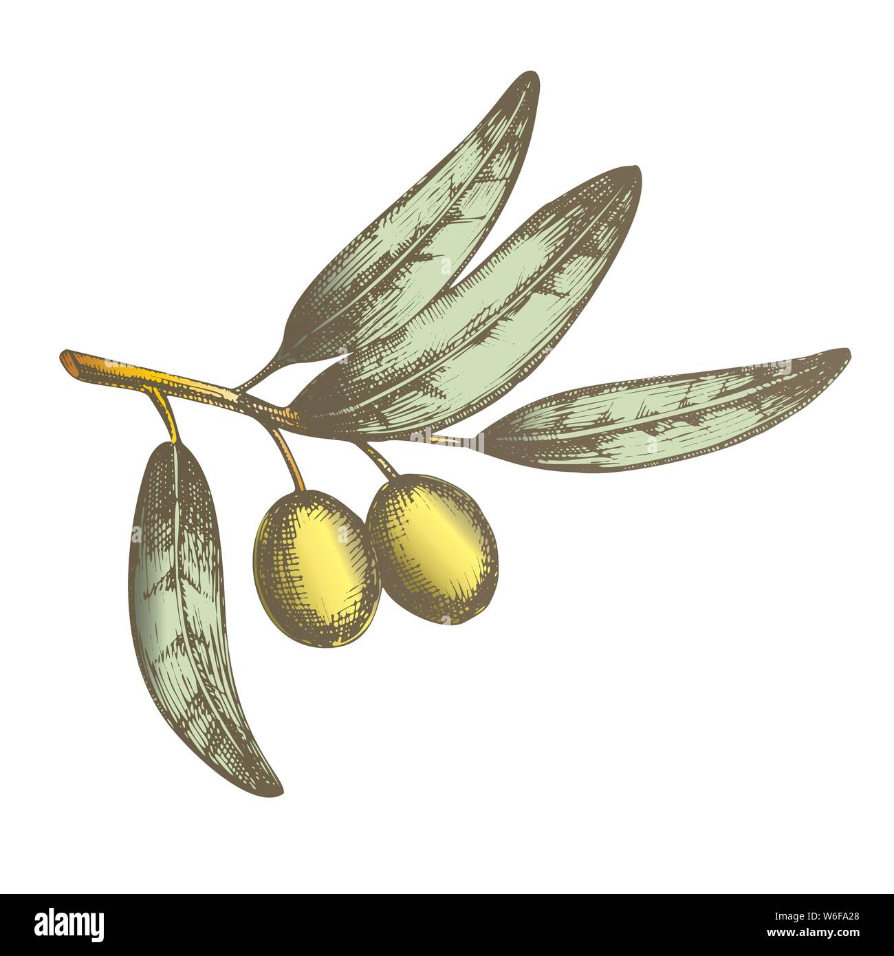 Color Symbol Of Peace Olive Branch Hand Drawn Vector Stock Vector Image ...