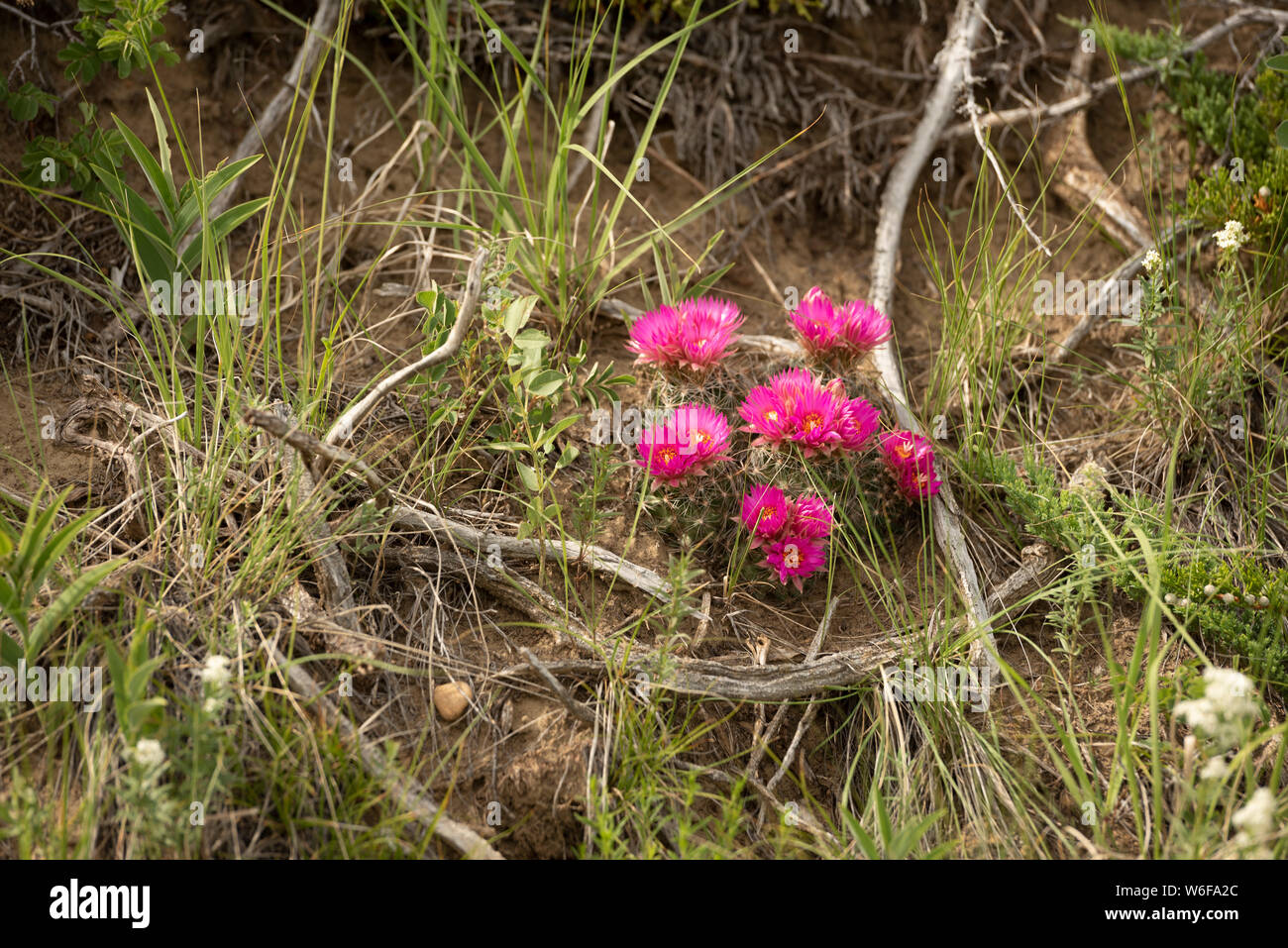 Shortgrass Prairie High Resolution Stock Photography and Images - Alamy