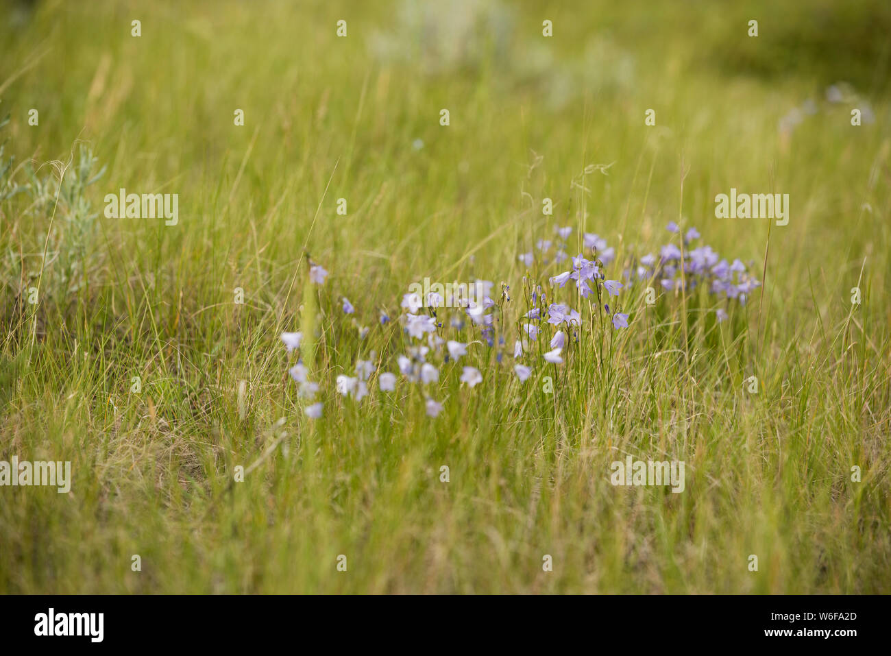 Bluebell flowers blooming on the open prairie in Grasslands National ...
