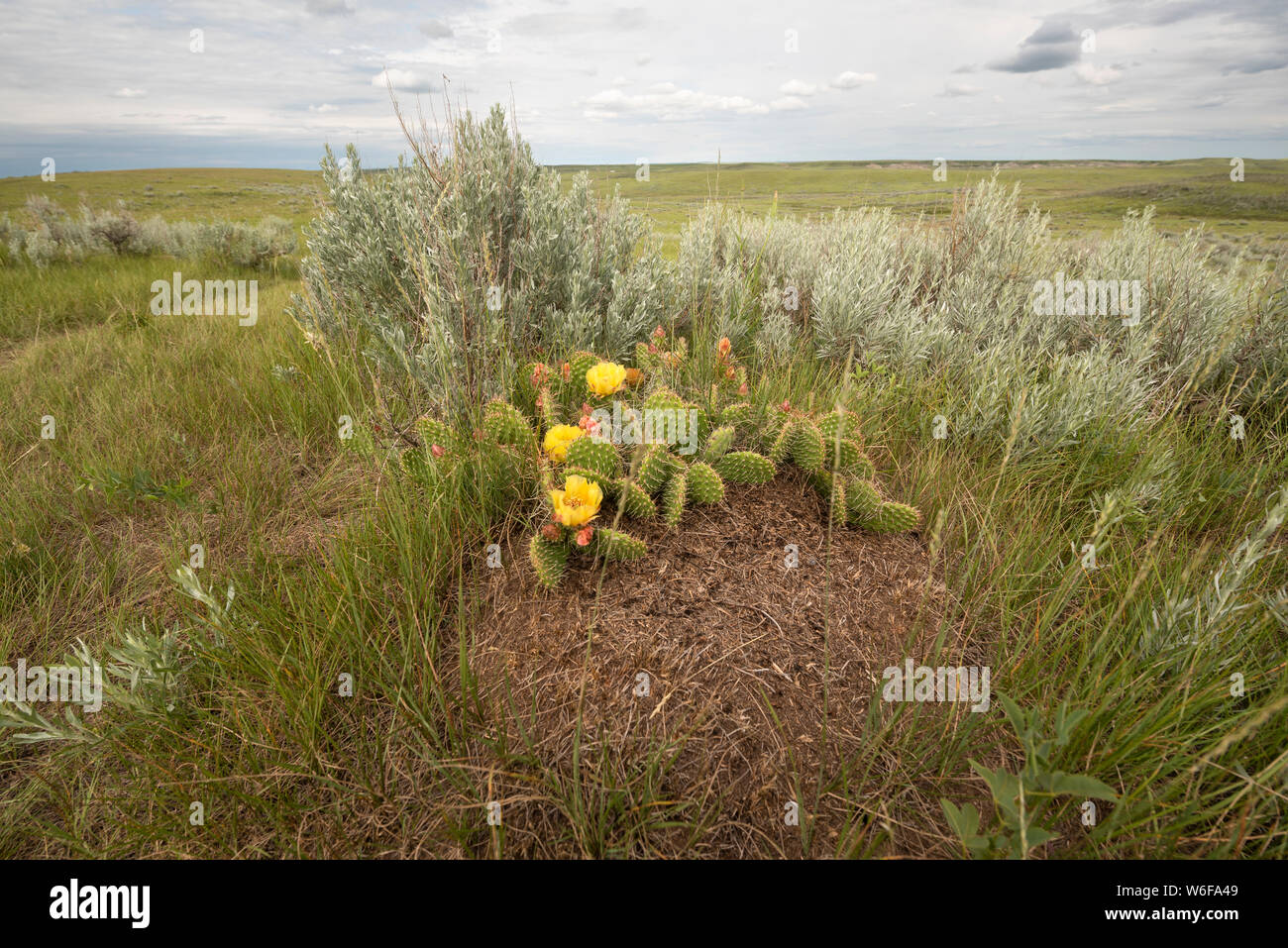 Yellow blooms on cactus in the East Block of Grasslands National Park ...